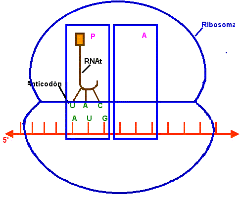ACIDOS NUCLEICOS JOHANDRIS LOZANO 11D